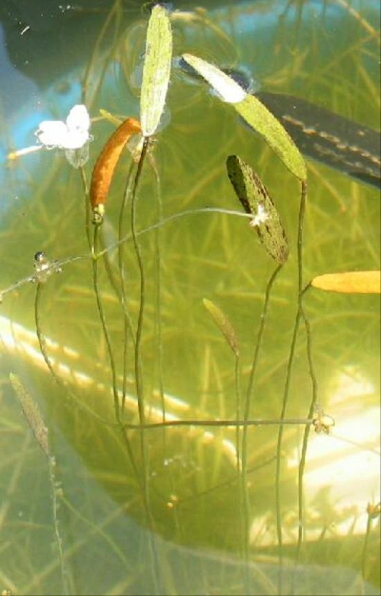 Flora of New Zealand | Taxon Profile | Sagittaria subulata