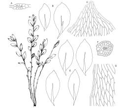 Flora of New Zealand | Taxon Profile | Epipterygium opararense