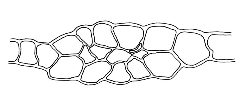 Flora of New Zealand | Taxon Profile | Epipterygium opararense