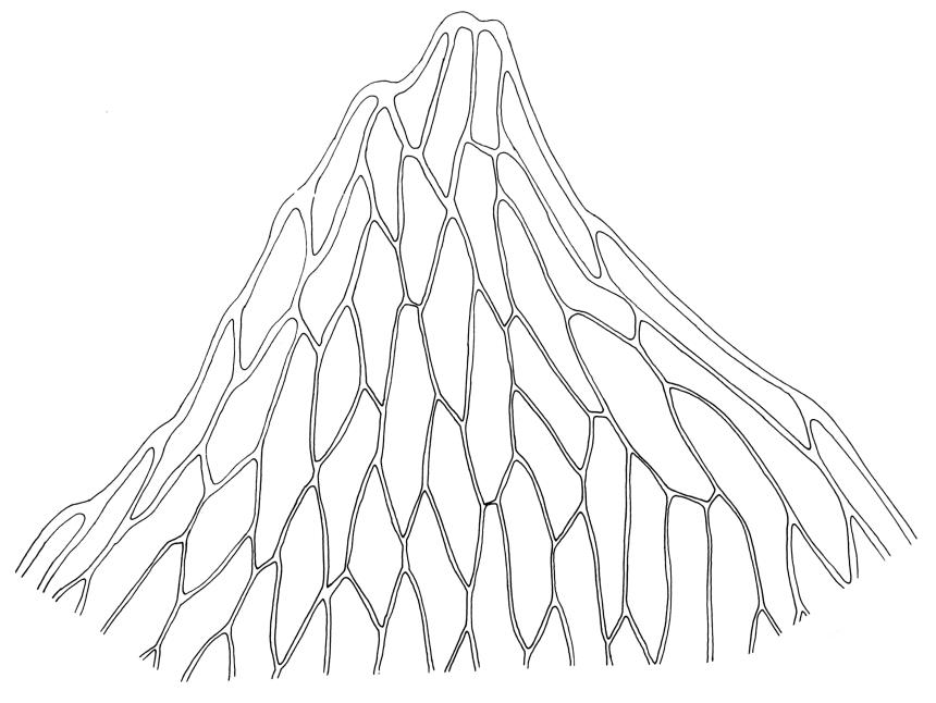 Flora of New Zealand | Taxon Profile | Epipterygium opararense