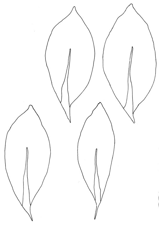 Flora of New Zealand | Taxon Profile | Epipterygium opararense