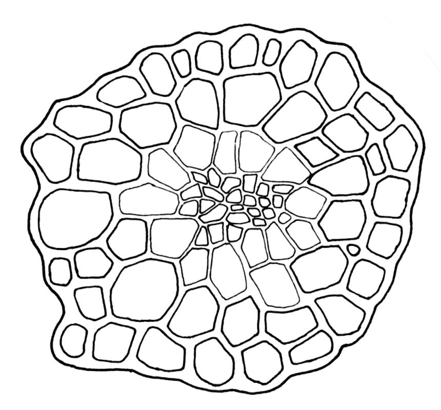 Flora of New Zealand | Taxon Profile | Epipterygium opararense