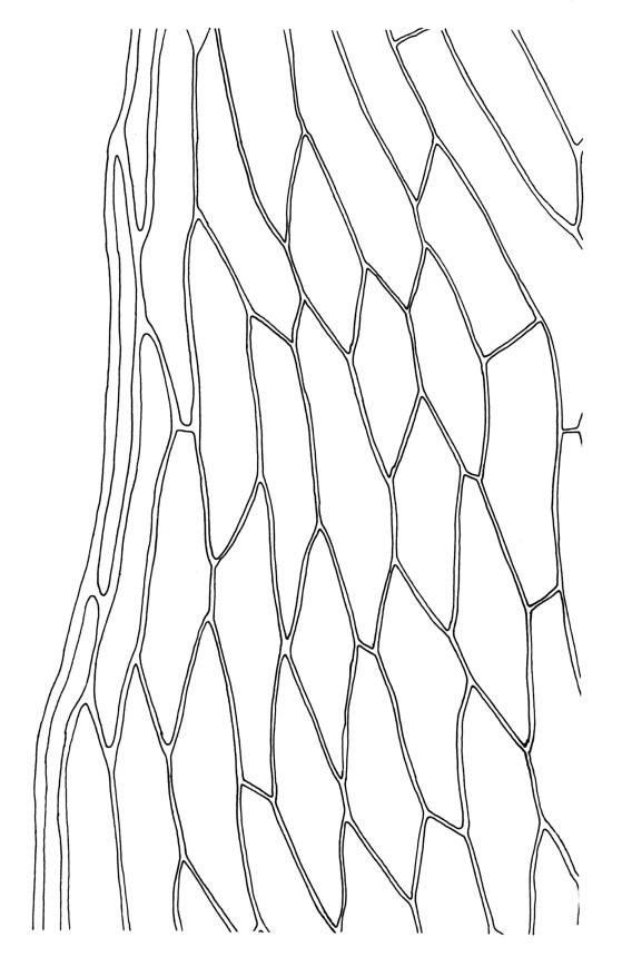 Flora of New Zealand | Taxon Profile | Epipterygium opararense