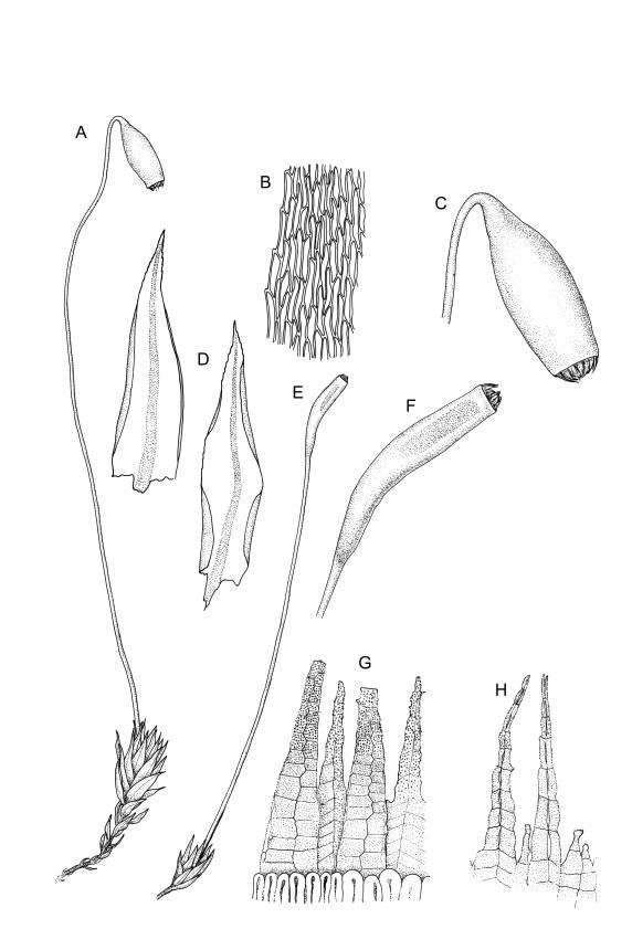 Flora of New Zealand | Taxon Profile | Pohlia elongata