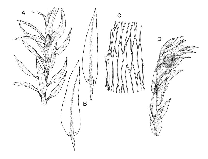 Flora of New Zealand | Taxon Profile | Pohlia wahlenbergii