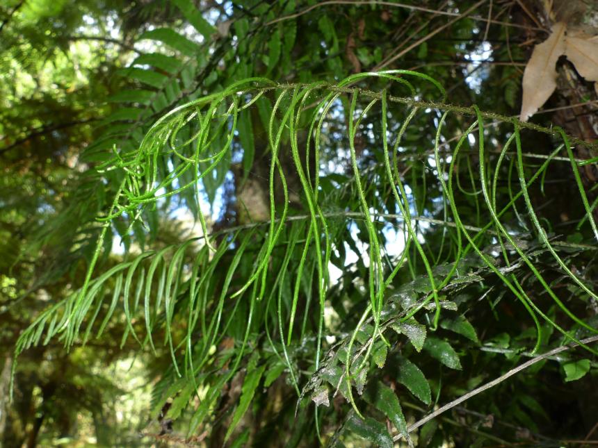 Flora of New Zealand | Taxon Profile | Blechnum filiforme