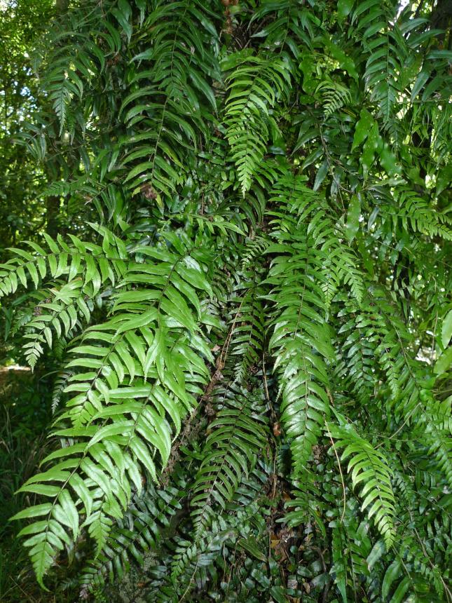 Flora of New Zealand | Taxon Profile | Blechnum filiforme