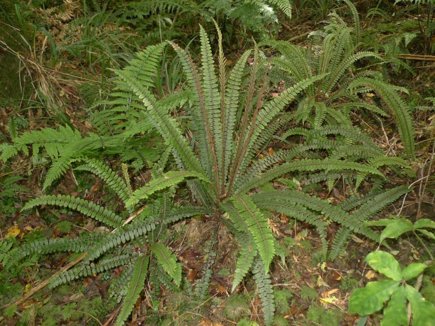 Flora of New Zealand | Taxon Profile | Blechnum fluviatile