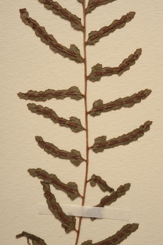 Flora of New Zealand | Taxon Profile | Blechnum molle