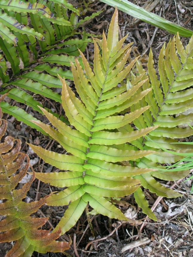 Flora of New Zealand | Taxon Profile | Blechnum montanum