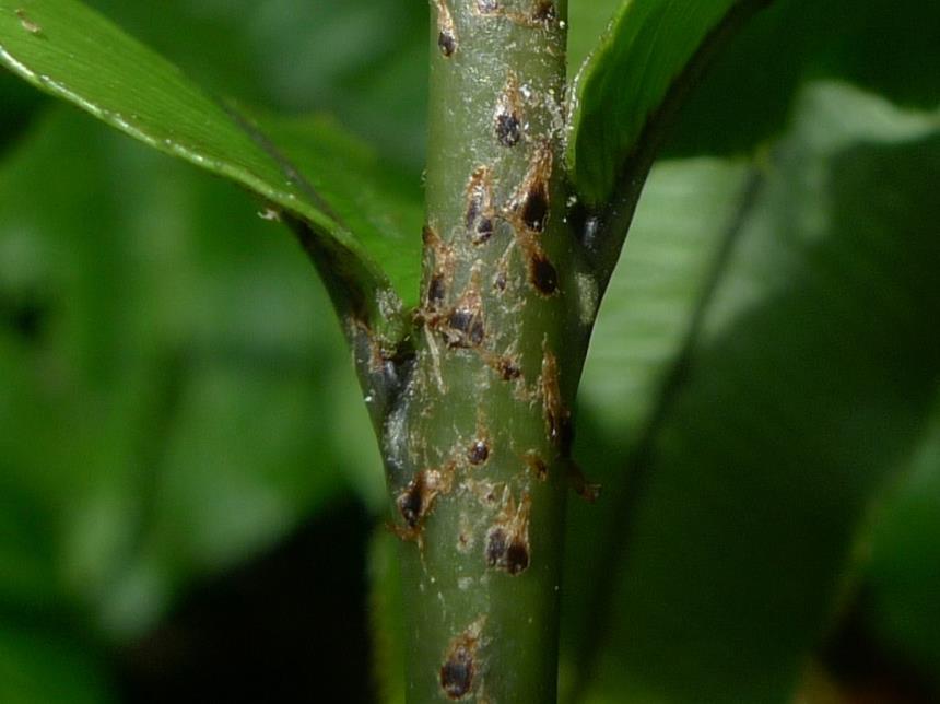 Flora of New Zealand | Taxon Profile | Blechnum montanum