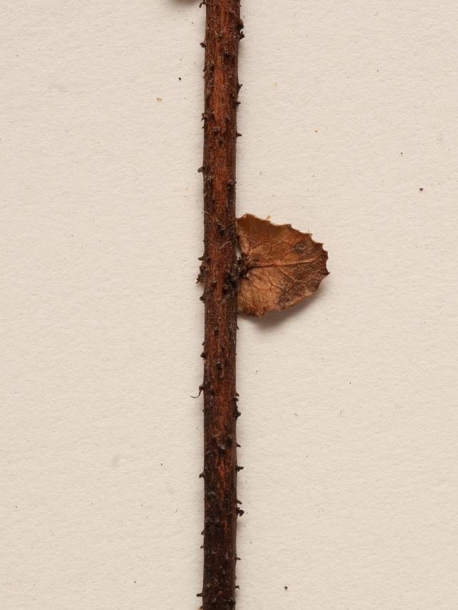 Flora of New Zealand | Taxon Profile | Blechnum neohollandicum