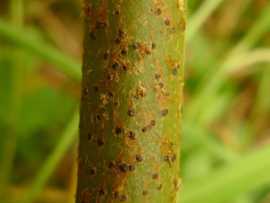 Flora of New Zealand | Taxon Profile | Blechnum novae-zelandiae