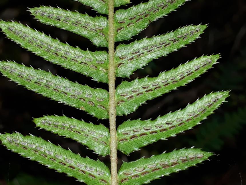 Flora of New Zealand | Taxon Profile | Blechnum parrisiae