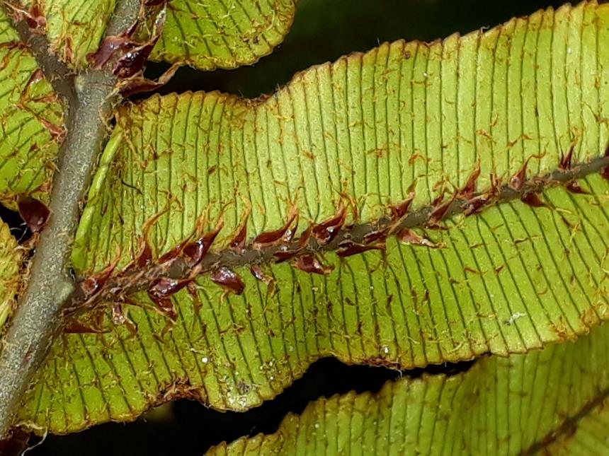 Flora of New Zealand | Taxon Profile | Blechnum procerum