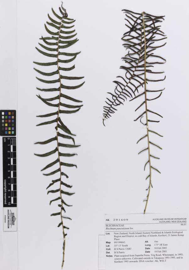 Flora of New Zealand | Taxon Profile | Blechnum punctulatum