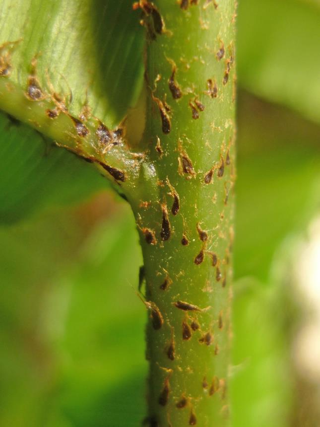 Flora of New Zealand | Taxon Profile | Blechnum triangularifolium