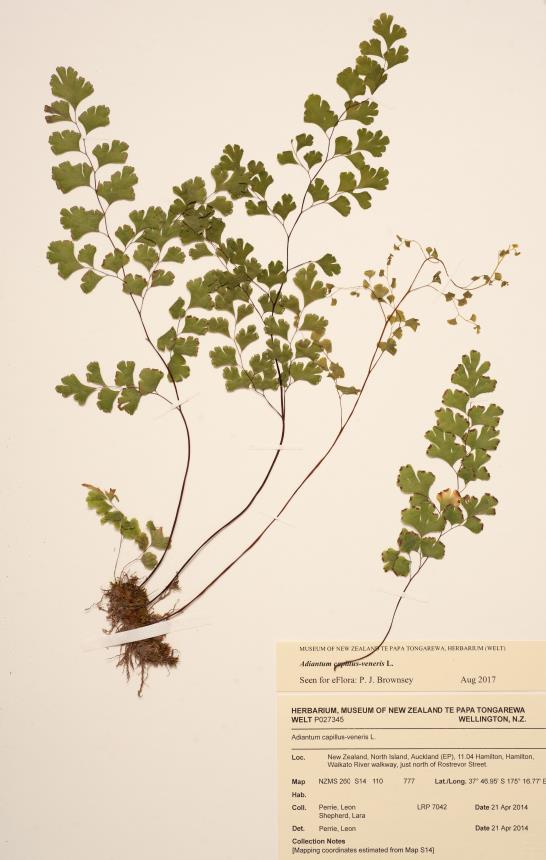 Flora of New Zealand | Taxon Profile | Adiantum capillus-veneris
