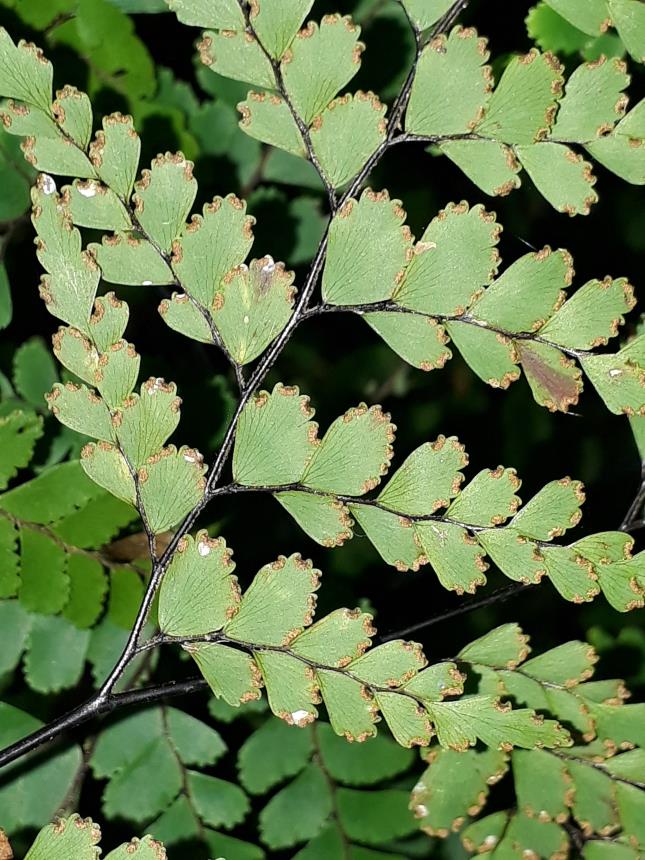 Flora of New Zealand | Taxon Profile | Adiantum formosum
