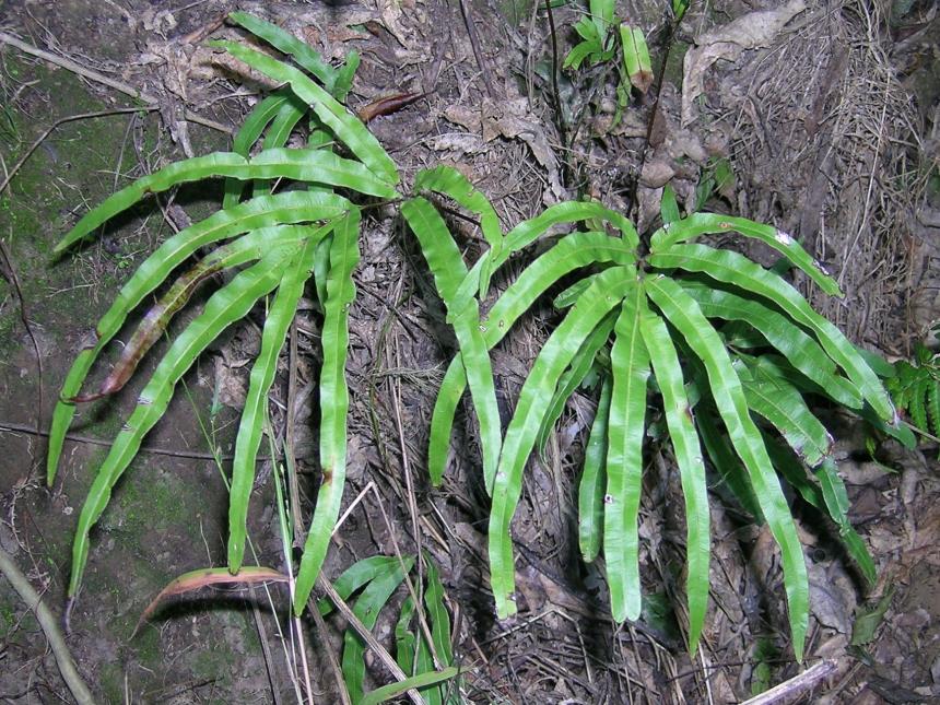 Flora of New Zealand | Taxon Profile | Pteris cretica