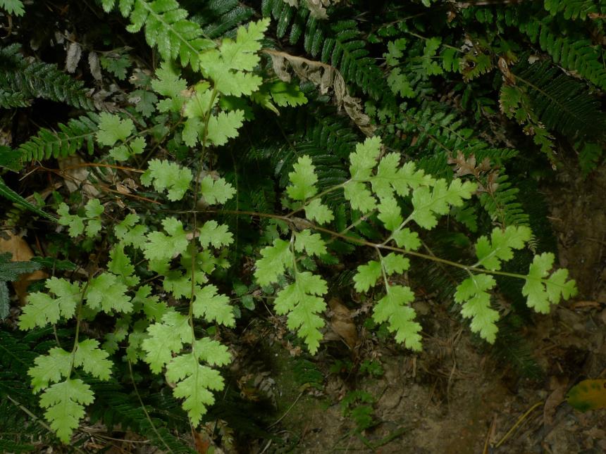 Flora of New Zealand | Taxon Profile | Pteris saxatilis