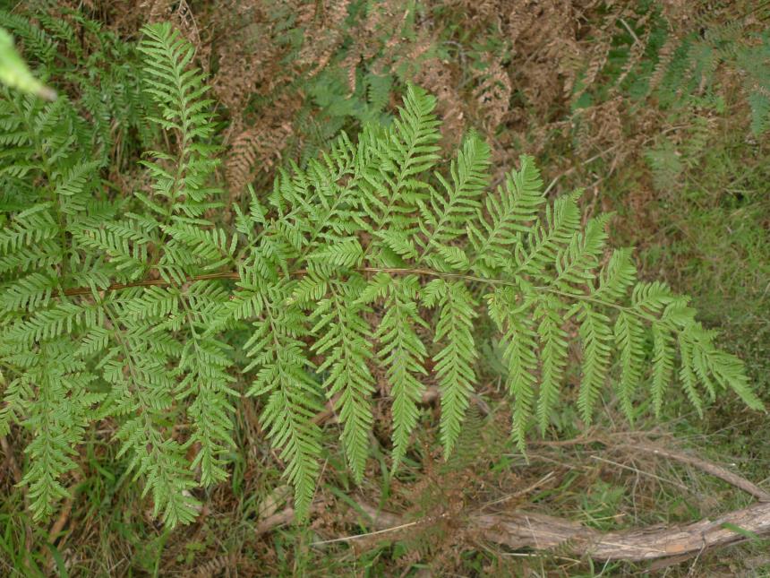 Flora of New Zealand | Taxon Profile | Pteris tremula