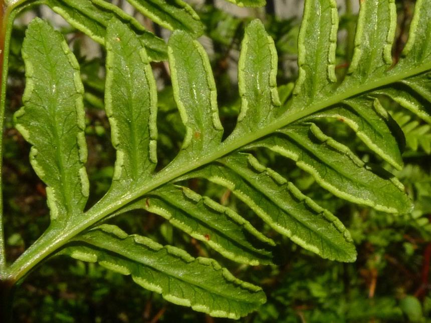 Flora of New Zealand | Taxon Profile | Pteris tremula