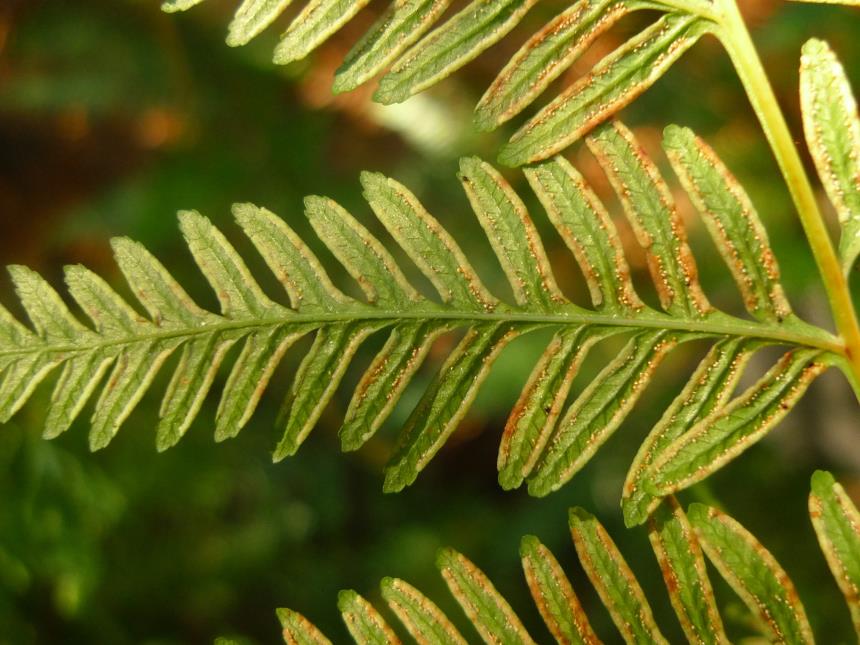 Flora of New Zealand | Taxon Profile | Pteris tremula