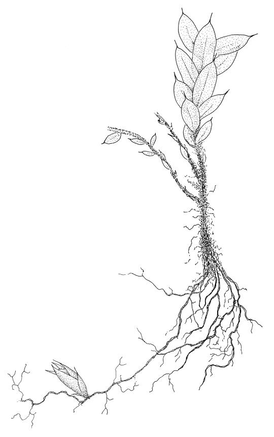 Flora of New Zealand | Taxon Profile | Hymenodon pilifer