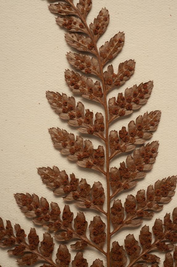 Flora of New Zealand | Taxon Profile | Arachniodes aristata