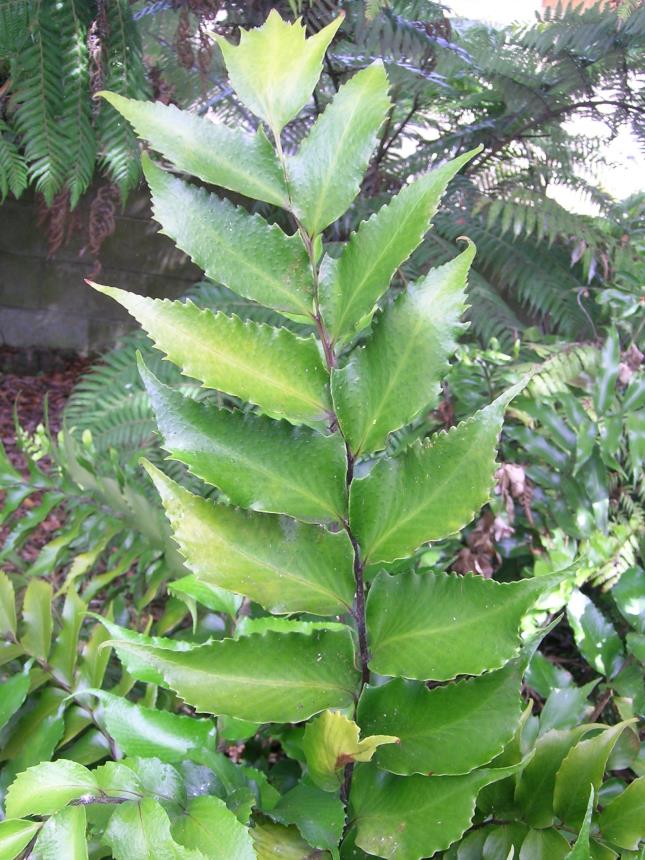 Flora of New Zealand | Taxon Profile | Cyrtomium