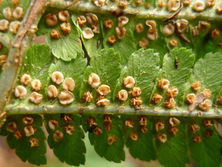 Flora of New Zealand | Taxon Profile | Dryopteris filix-mas