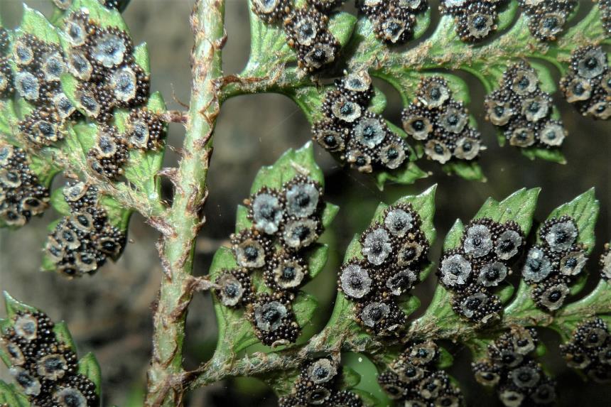 Flora of New Zealand | Taxon Profile | Polystichum oculatum