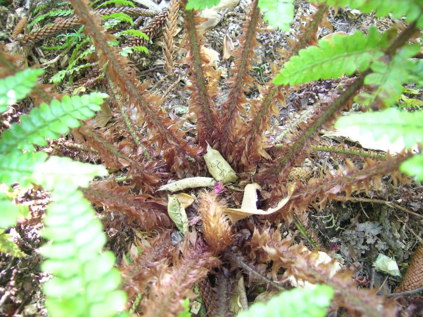Flora of New Zealand | Taxon Profile | Polystichum polyblepharum