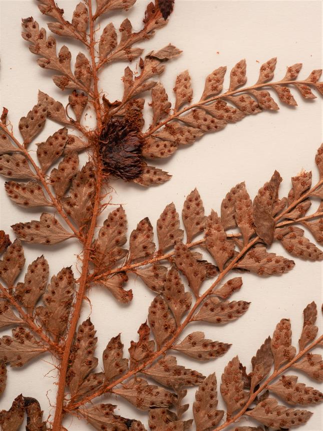 Flora of New Zealand | Taxon Profile | Polystichum proliferum