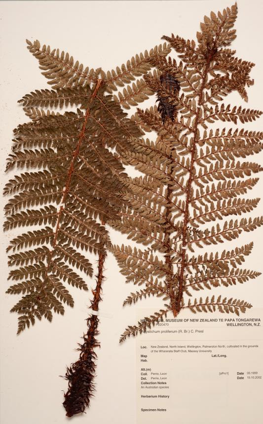 Flora of New Zealand | Taxon Profile | Polystichum proliferum
