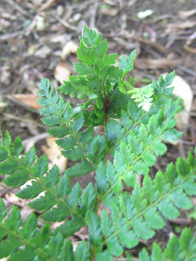 Flora of New Zealand | Taxon Profile | Polystichum proliferum