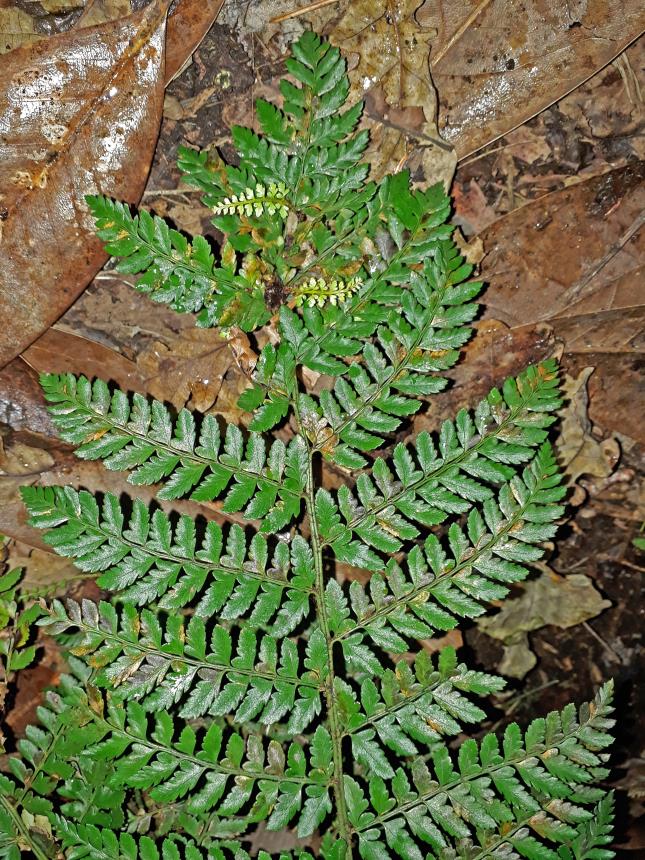 Flora of New Zealand | Taxon Profile | Polystichum proliferum