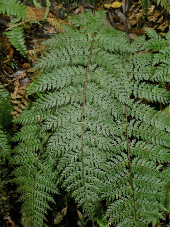 Flora of New Zealand | Taxon Profile | Polystichum sylvaticum