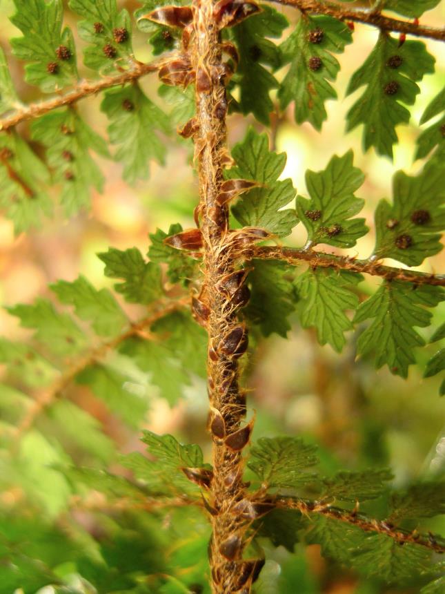 Flora of New Zealand | Taxon Profile | Polystichum sylvaticum