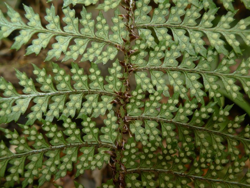 Flora of New Zealand | Taxon Profile | Polystichum sylvaticum
