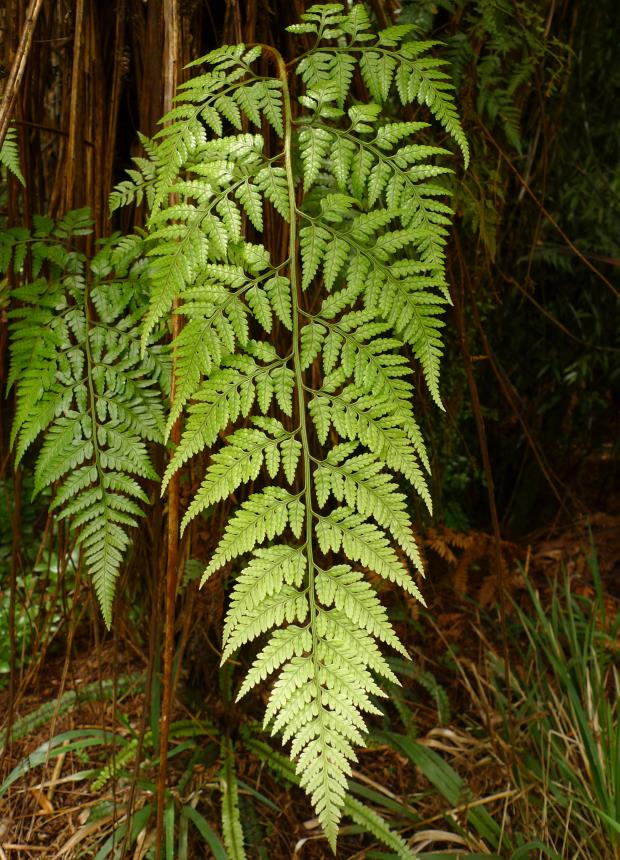 Flora of New Zealand | Taxon Profile | Rumohra adiantiformis