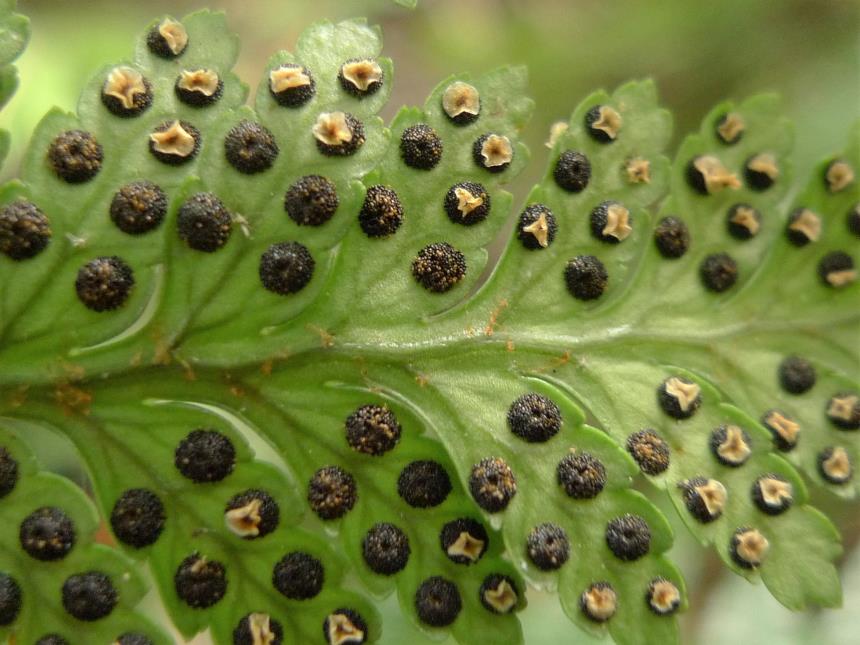 Flora of New Zealand | Taxon Profile | Rumohra adiantiformis