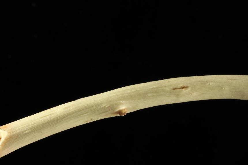Flora of New Zealand | Taxon Profile | Salix aegyptiaca L. × Salix ...