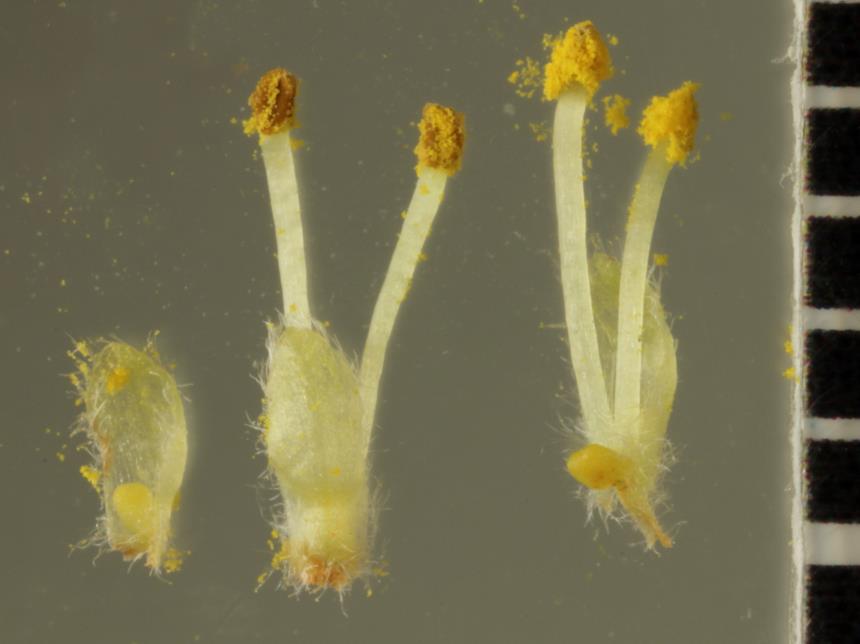 Flora of New Zealand | Taxon Profile | Salix ×fragilis f. vitellina