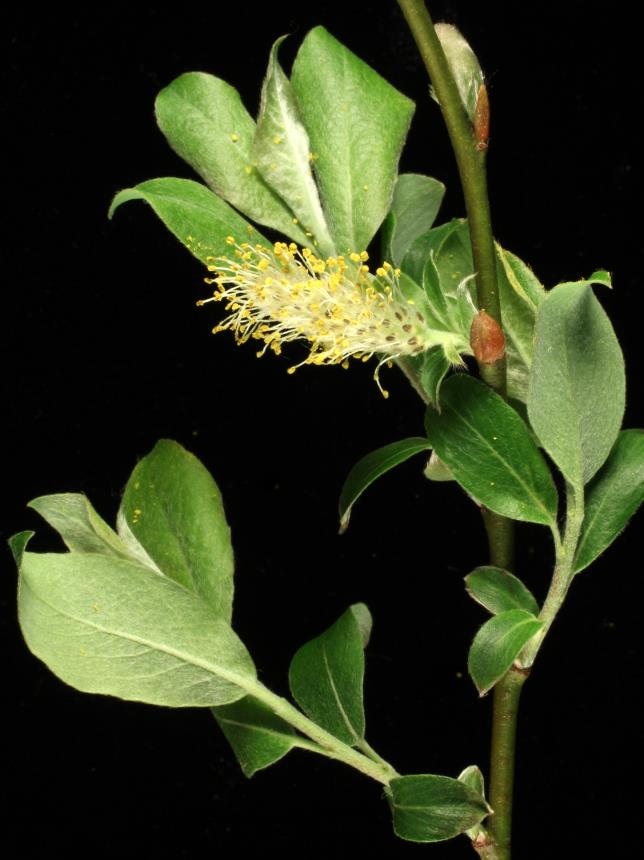 Flora of New Zealand | Taxon Profile | Salix basaltica