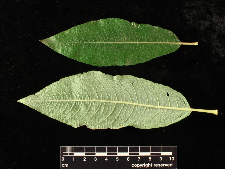 Flora of New Zealand | Taxon Profile | Salix ×calodendron