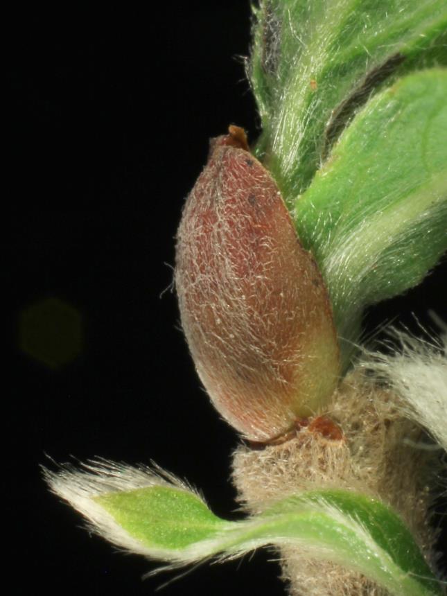 Flora of New Zealand | Taxon Profile | Salix ×calodendron