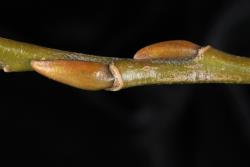 Flora of New Zealand | Taxon Profile | Salix ×fragilis f. fragilis