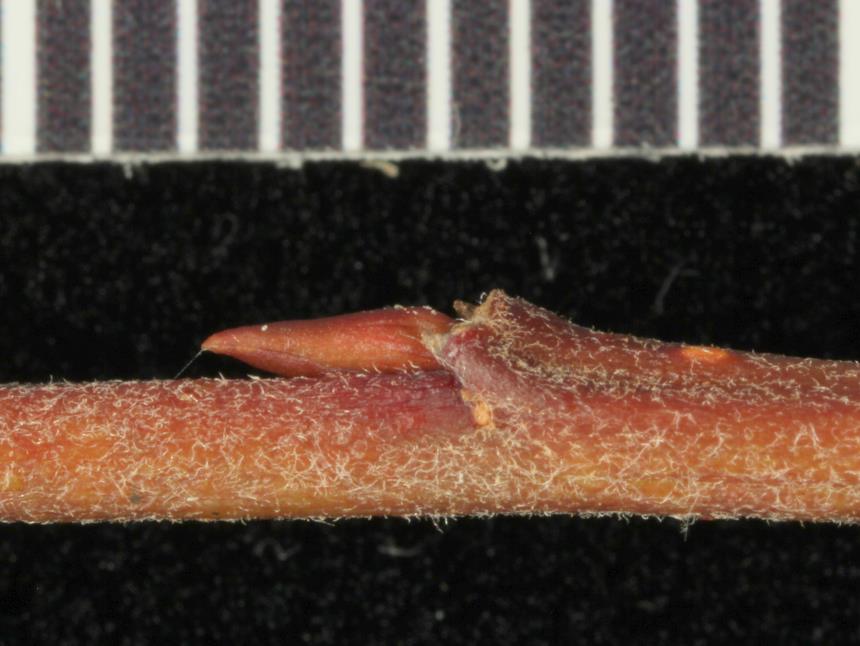 Flora of New Zealand | Taxon Profile | Salix humboldtiana